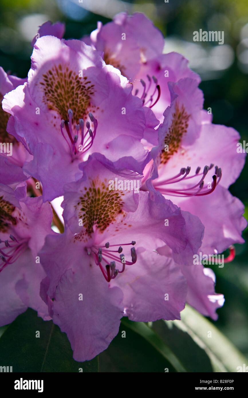 Flowering Rhododendron in Babite Rhododendron Park Latvia Europe Stock ...