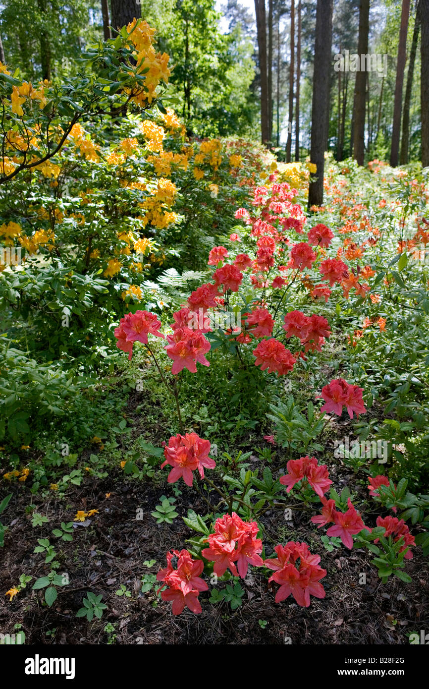 Flowering Rhododendron in Babite Rhododendron Park Latvia Europe Stock ...