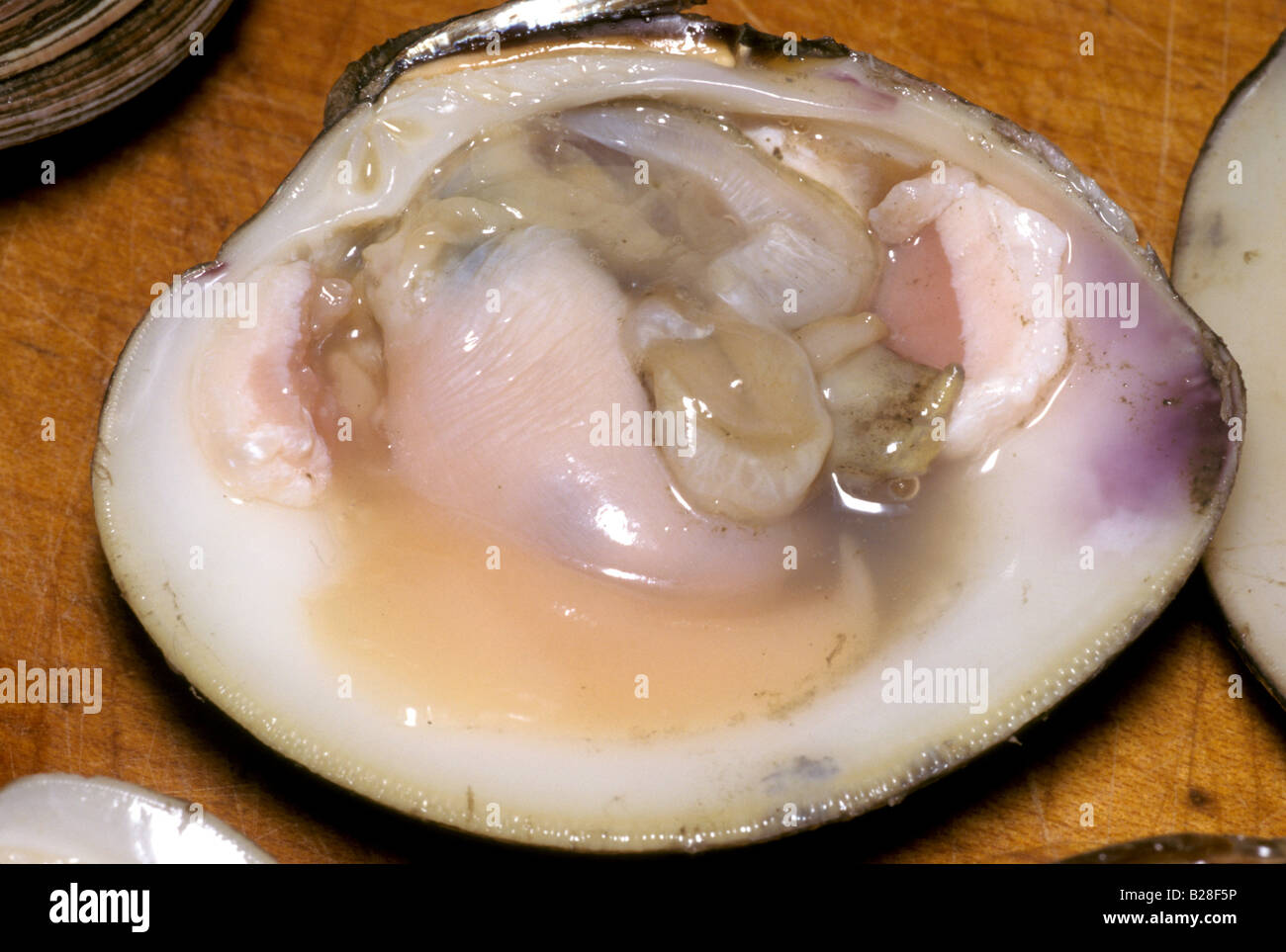 Food clam cherrystone hi-res stock photography and images - Alamy