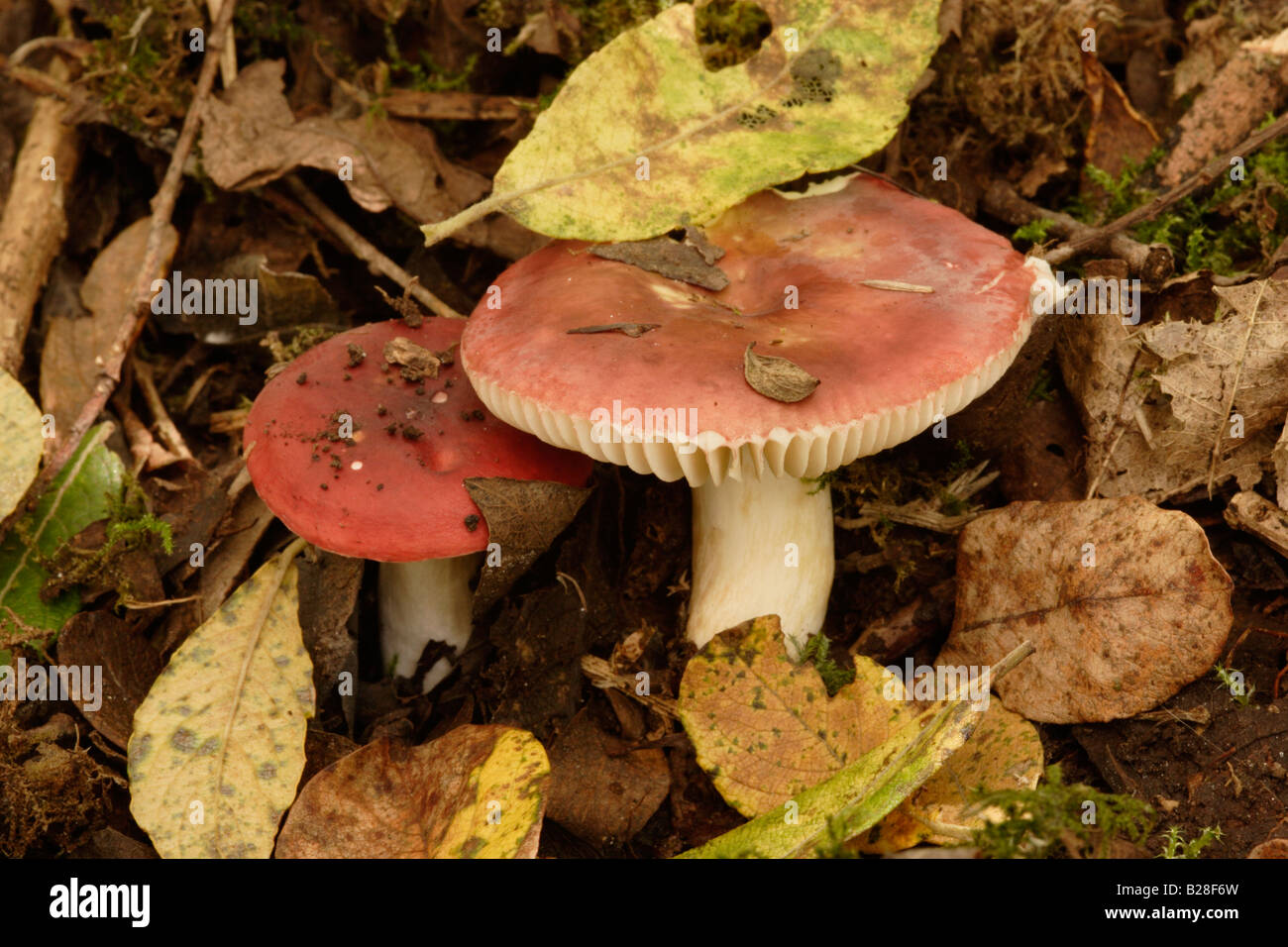 Purple swamp brittlegill fungus (Russula nitida) in damp ground under ...