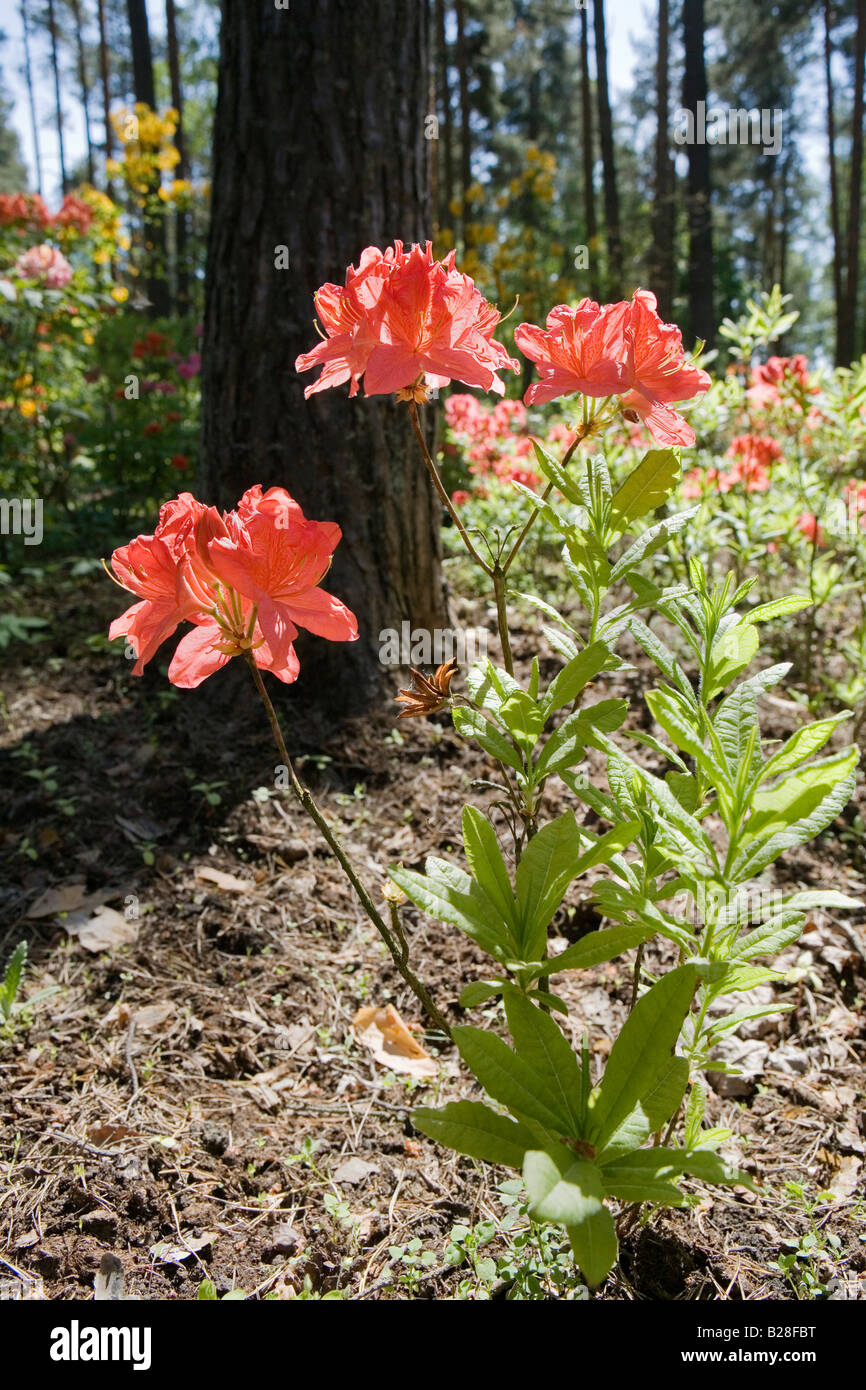 Flowering Rhododendron in Babite Rhododendron Park Latvia Europe Stock ...