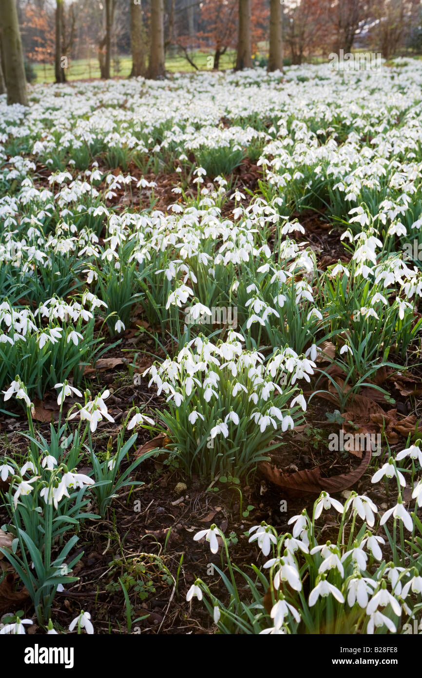 Snowdrops in a Cotswold garden at Colesbourne Park, Gloucestershire UK ...