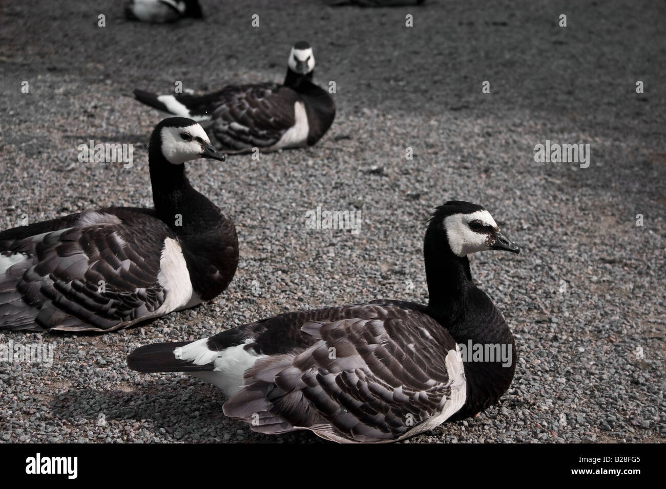 three Barnacle geese Stock Photo - Alamy
