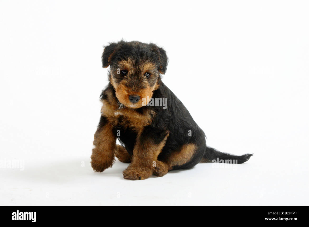 Miniature Welsh Terrier