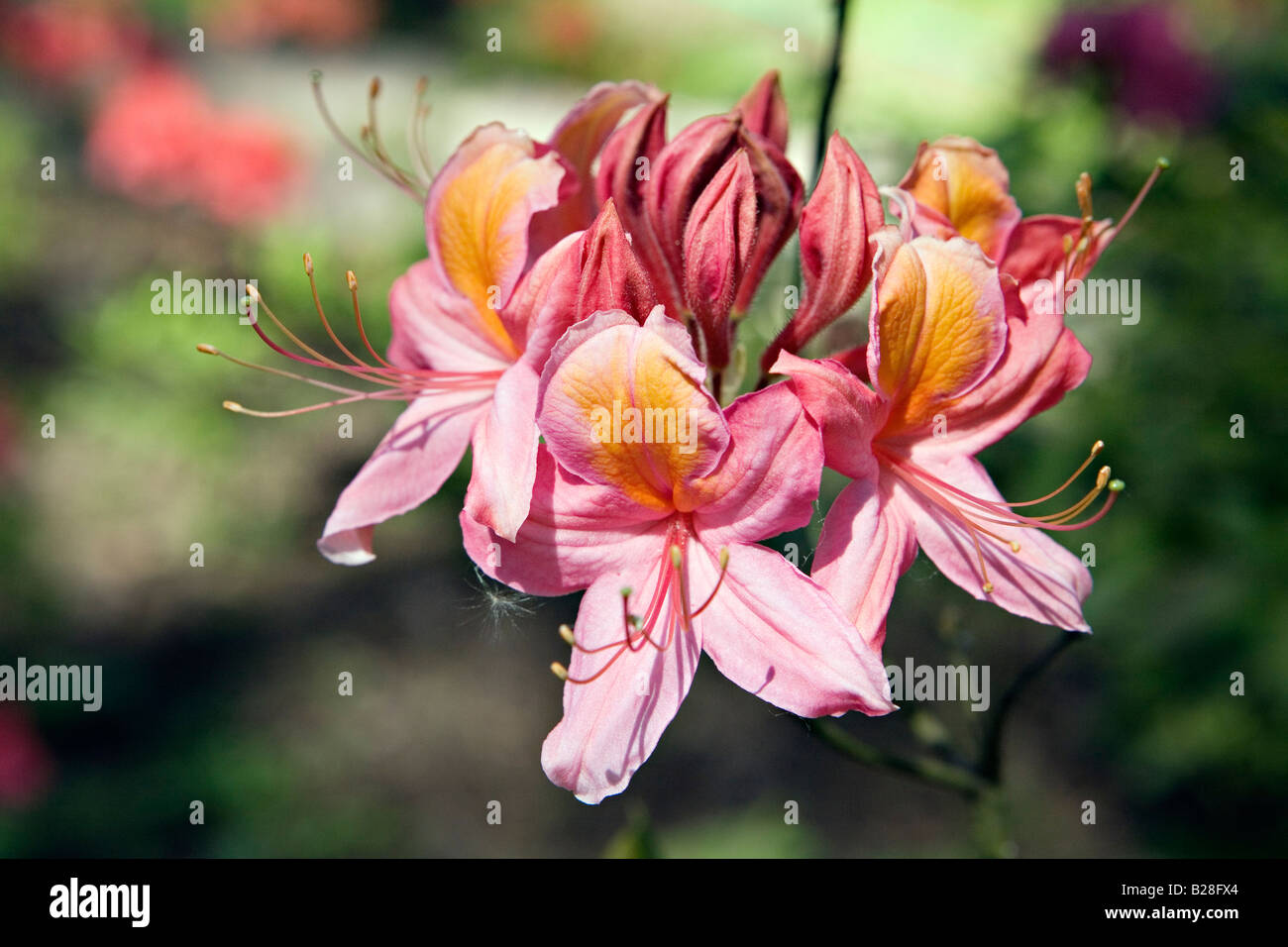 Flowering Rhododendron in Babite Rhododendron Park Latvia Europe Stock ...