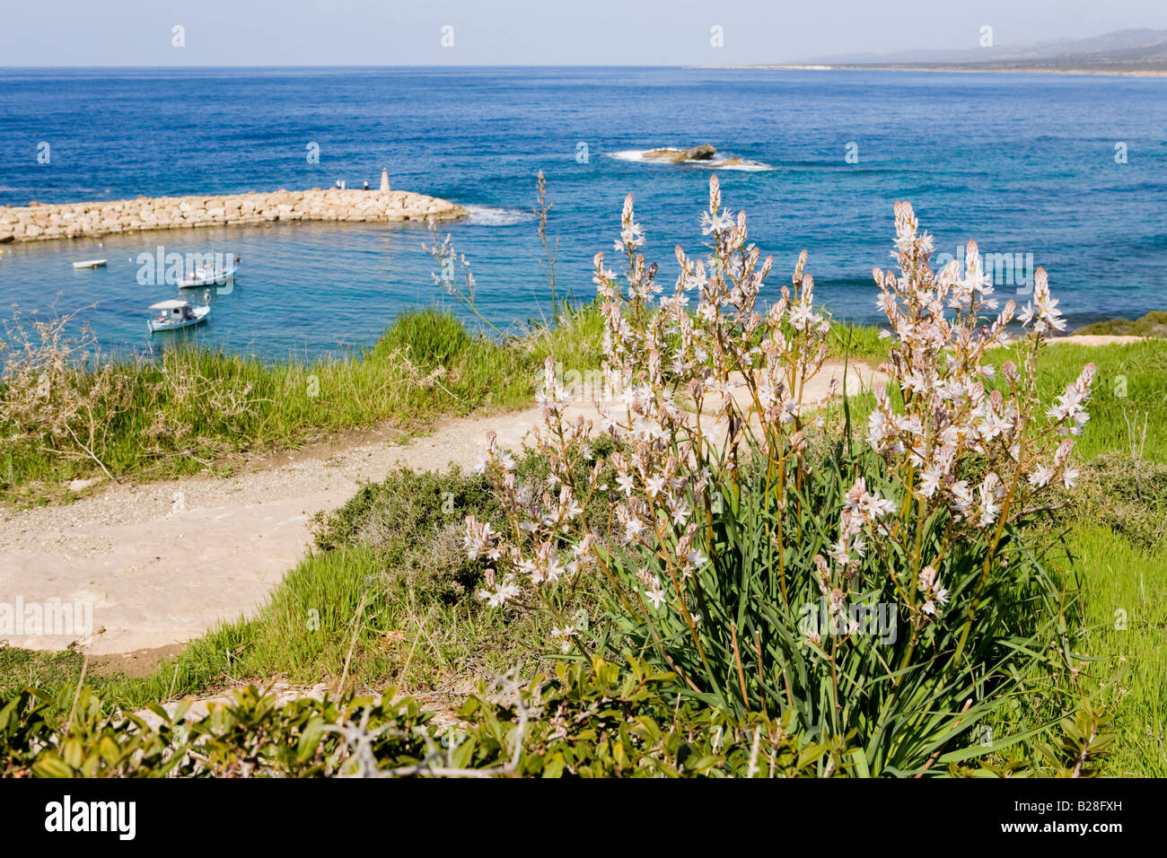 Pink mediterranean flower hi-res stock photography and images - Alamy