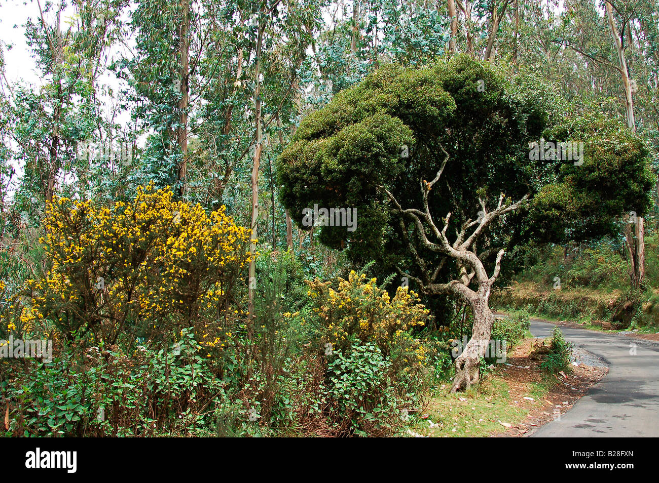 Ooty road hi-res stock photography and images - Alamy