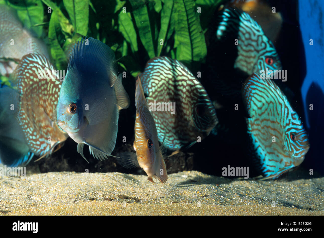 Symphysodon aequifasciata, discus skin, South America Cichlid Stock ...
