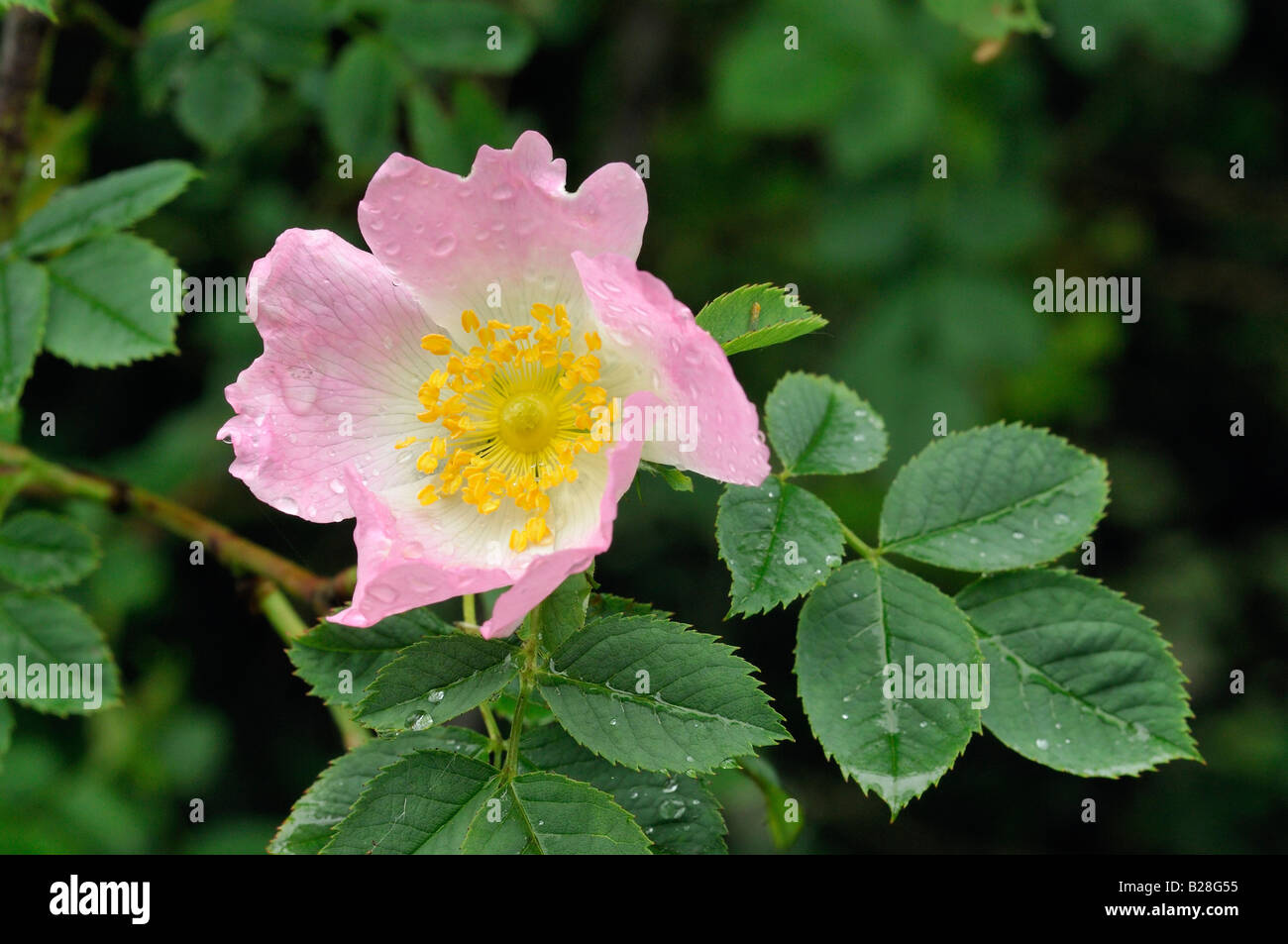 Britain wild dog rose hedgerow hi-res stock photography and images - Alamy