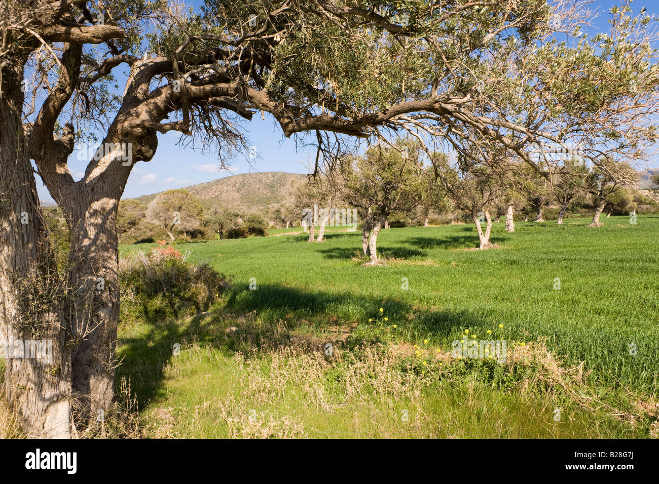 Olive trees growing among the crops on the Akamas Peninsular, Cyprus ...