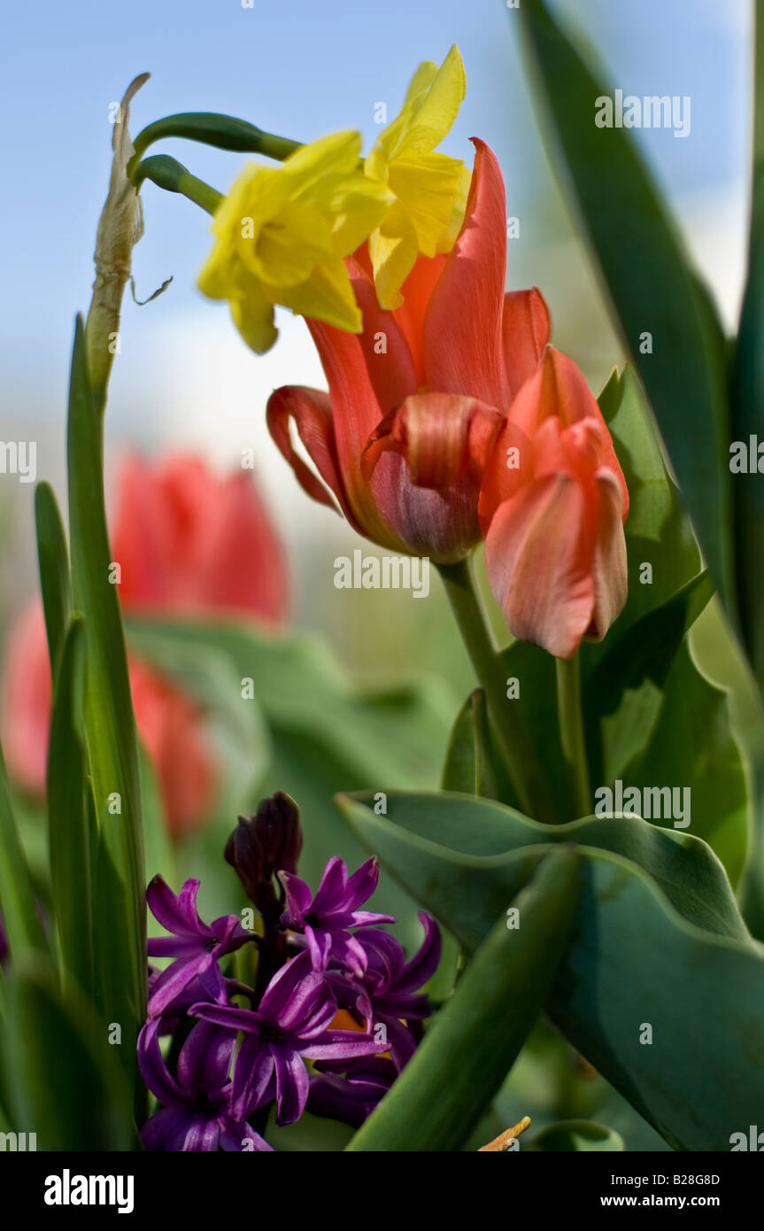 Soft flowers spring hi-res stock photography and images - Alamy