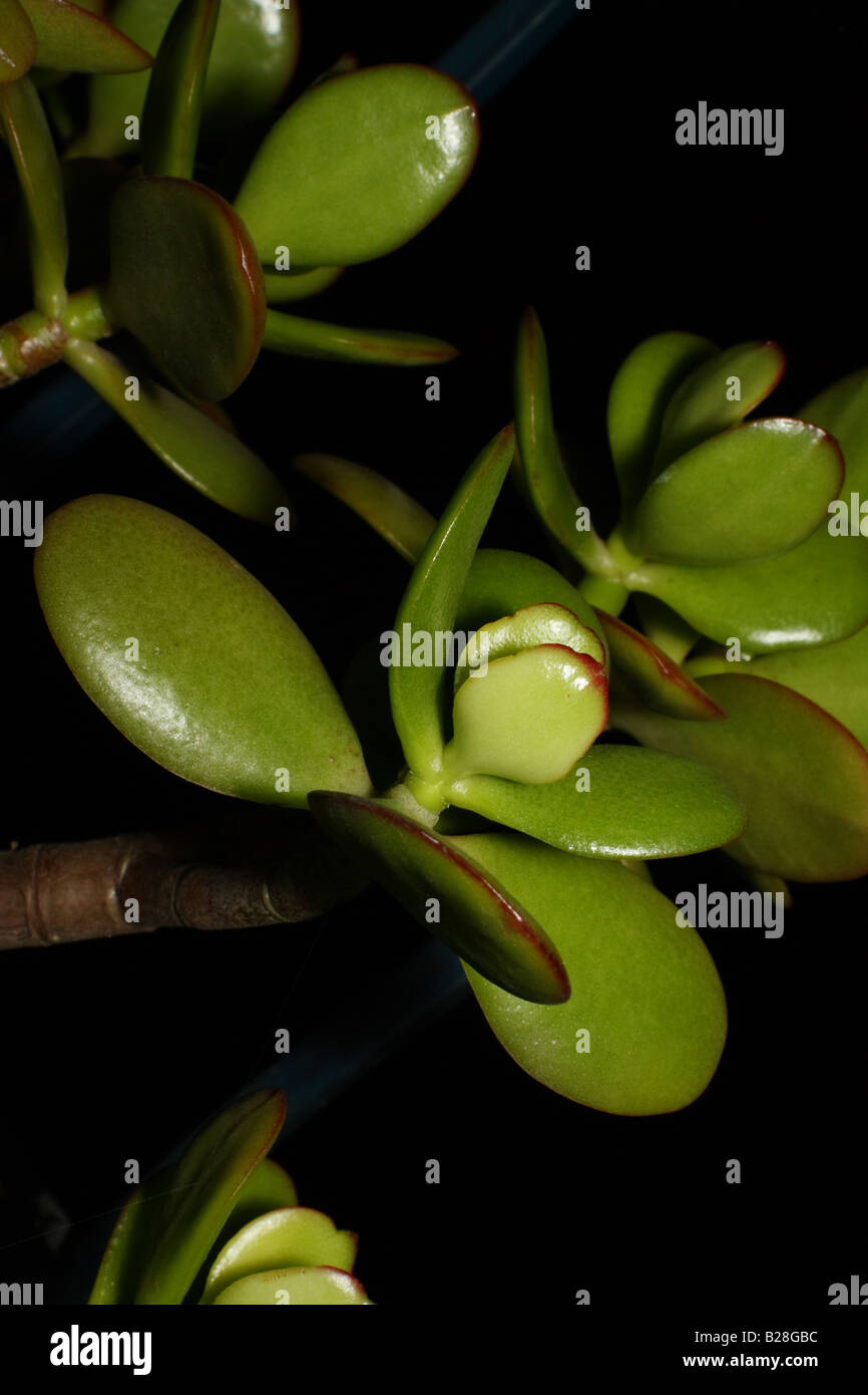 Good luck tree hi-res stock photography and images - Alamy
