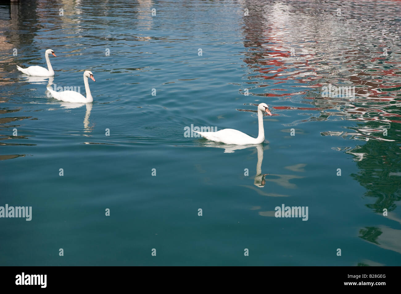 The three swans hi-res stock photography and images - Alamy