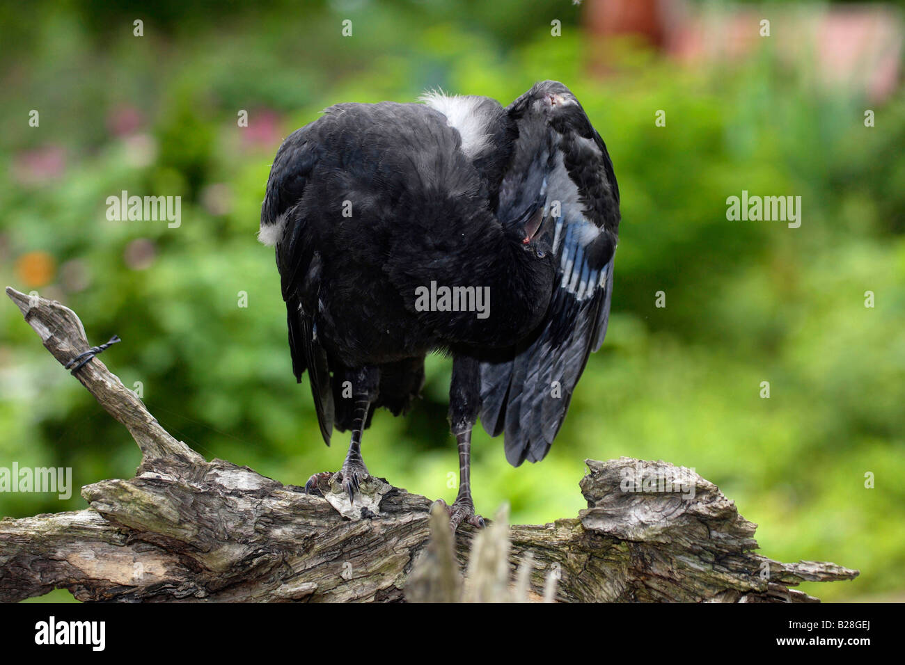 Preening Crow High Resolution Stock Photography and Images - Alamy