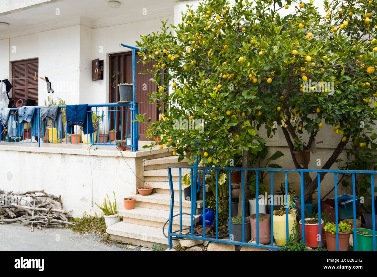 Lemon tree in cyprus hi-res stock photography and images - Alamy