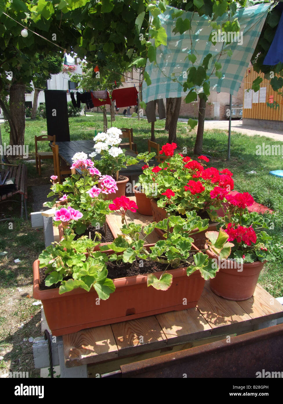 detail of flowers and a washing line full of clothes in garden venice ...