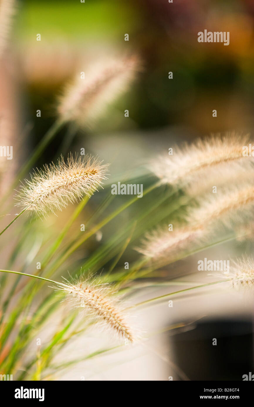 Rhode grass hi-res stock photography and images - Alamy