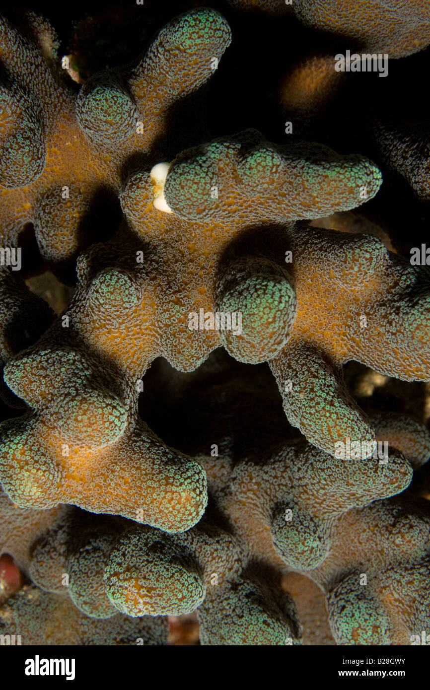 A macro shot of ten ray star coral Stock Photo - Alamy
