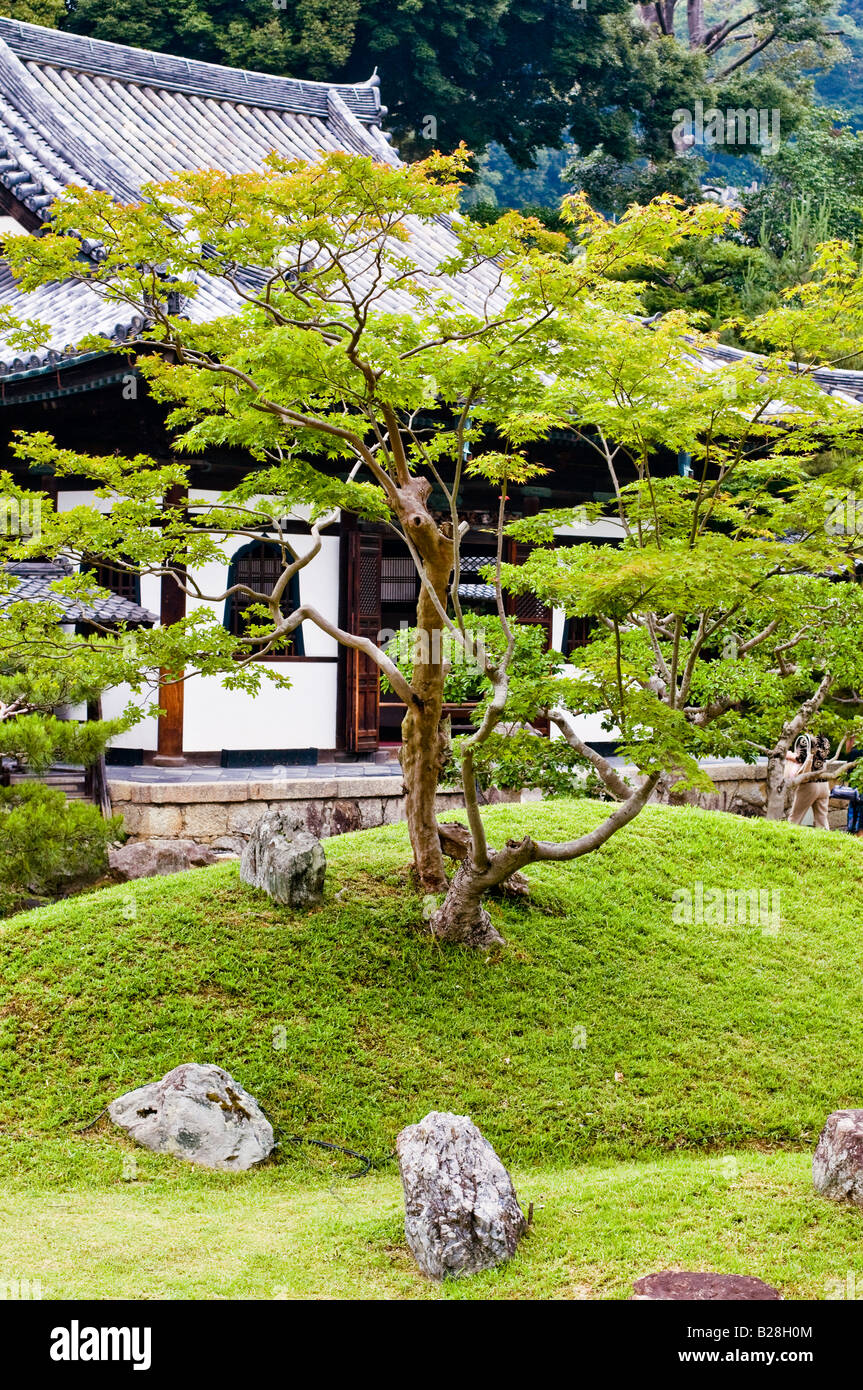 A Japanese Maple Tree in Traditional Formal Garden with traditional ...