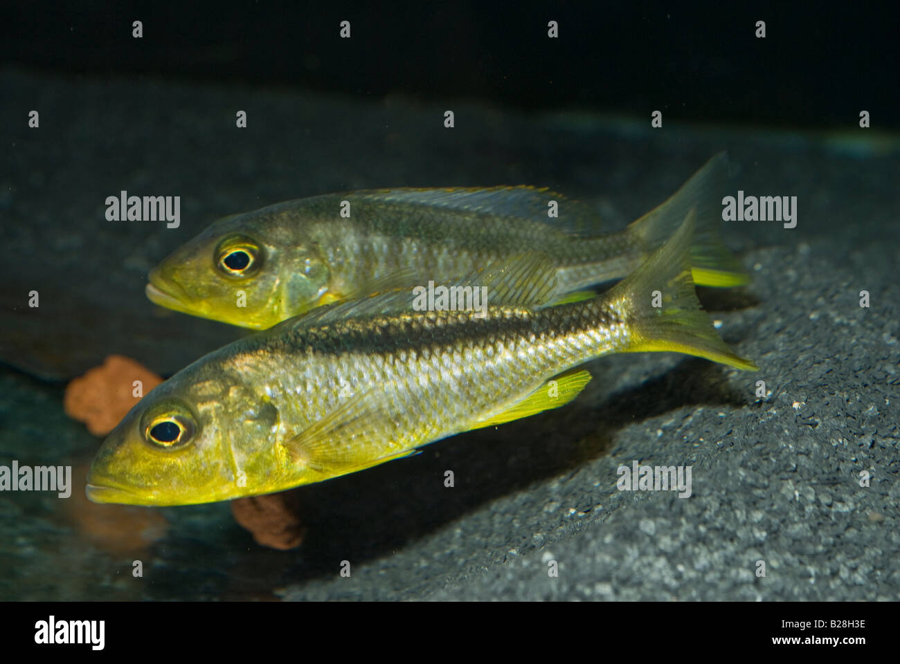 Buccochromis rhoadesii Yellow Wild, Malawi Lake Cichlid, Africa Stock ...