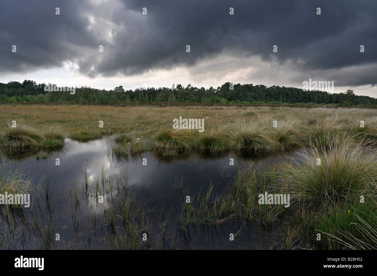 Storm clouds over Thursley Common NNR Surrey Stock Photo - Alamy