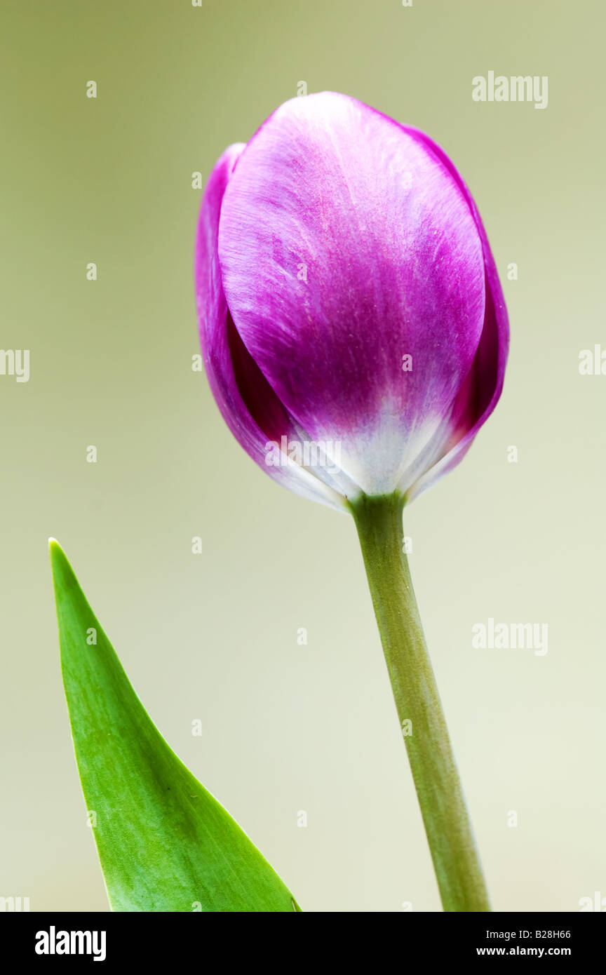 Closeup of a purple tulip Stock Photo - Alamy