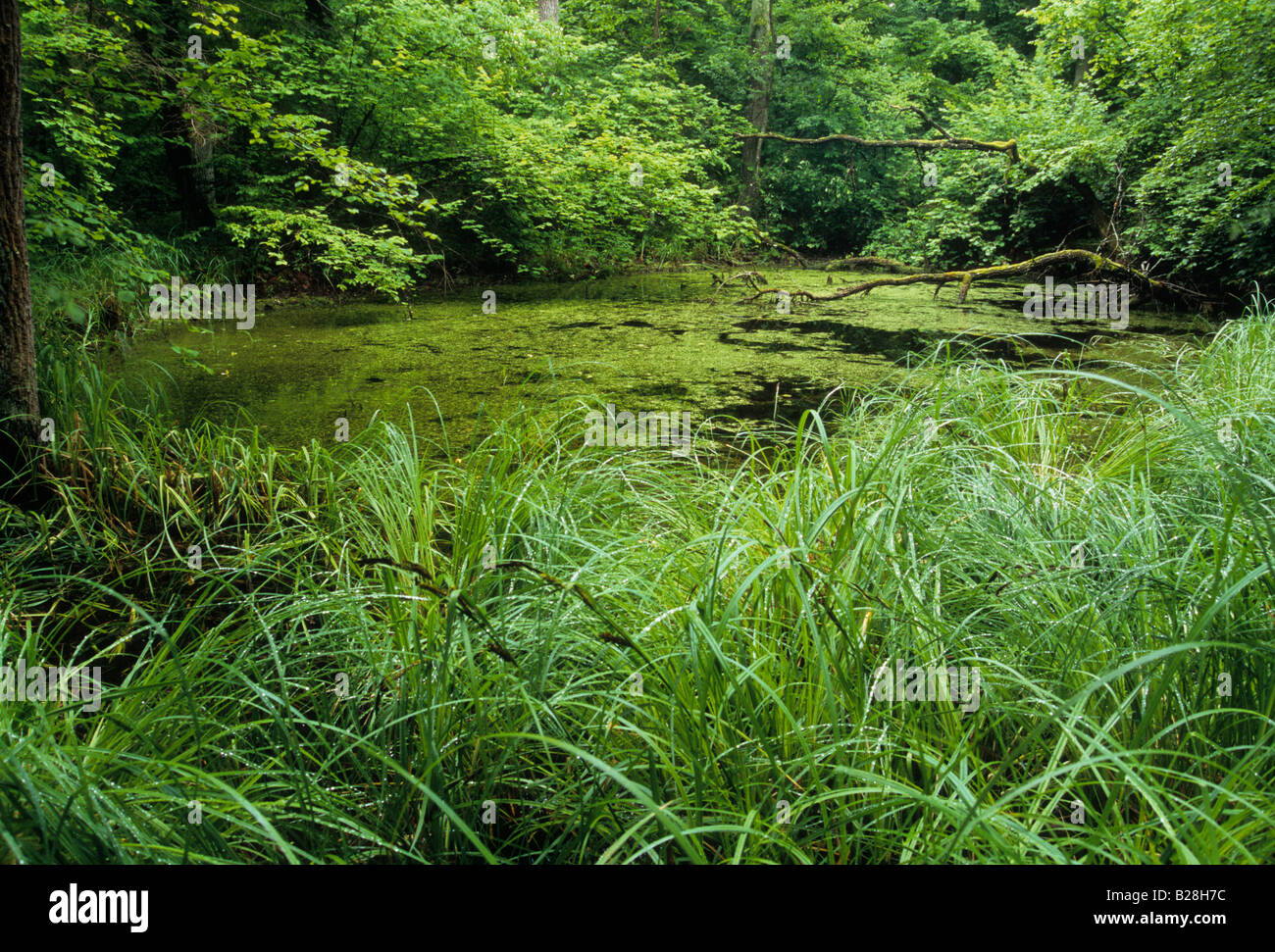 Dolinen dolines sinkholes Polesie Eastern Poland Stock Photo - Alamy