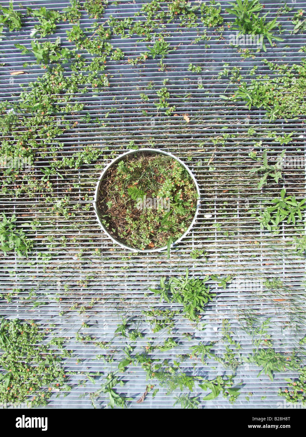 overgrown grass and plants on tree planting frame Stock Photo - Alamy