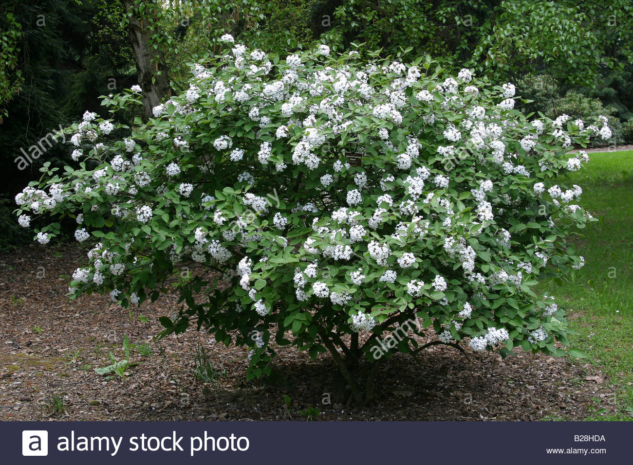 Viburnum Carlesii Stock Photos & Viburnum Carlesii Stock Images - Alamy
