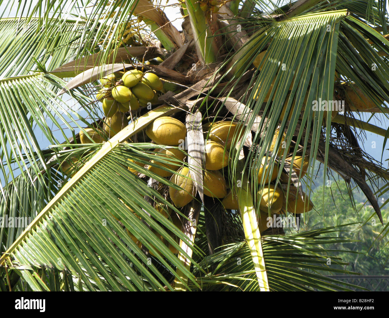 King coconut tree hi-res stock photography and images - Alamy