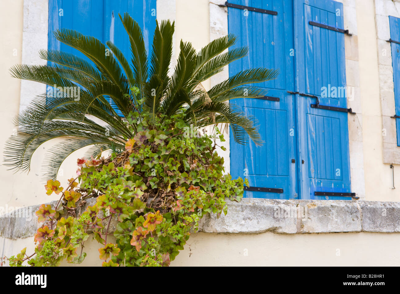 Plants growing outside a house in the village of Drouseia, Cyprus Stock ...