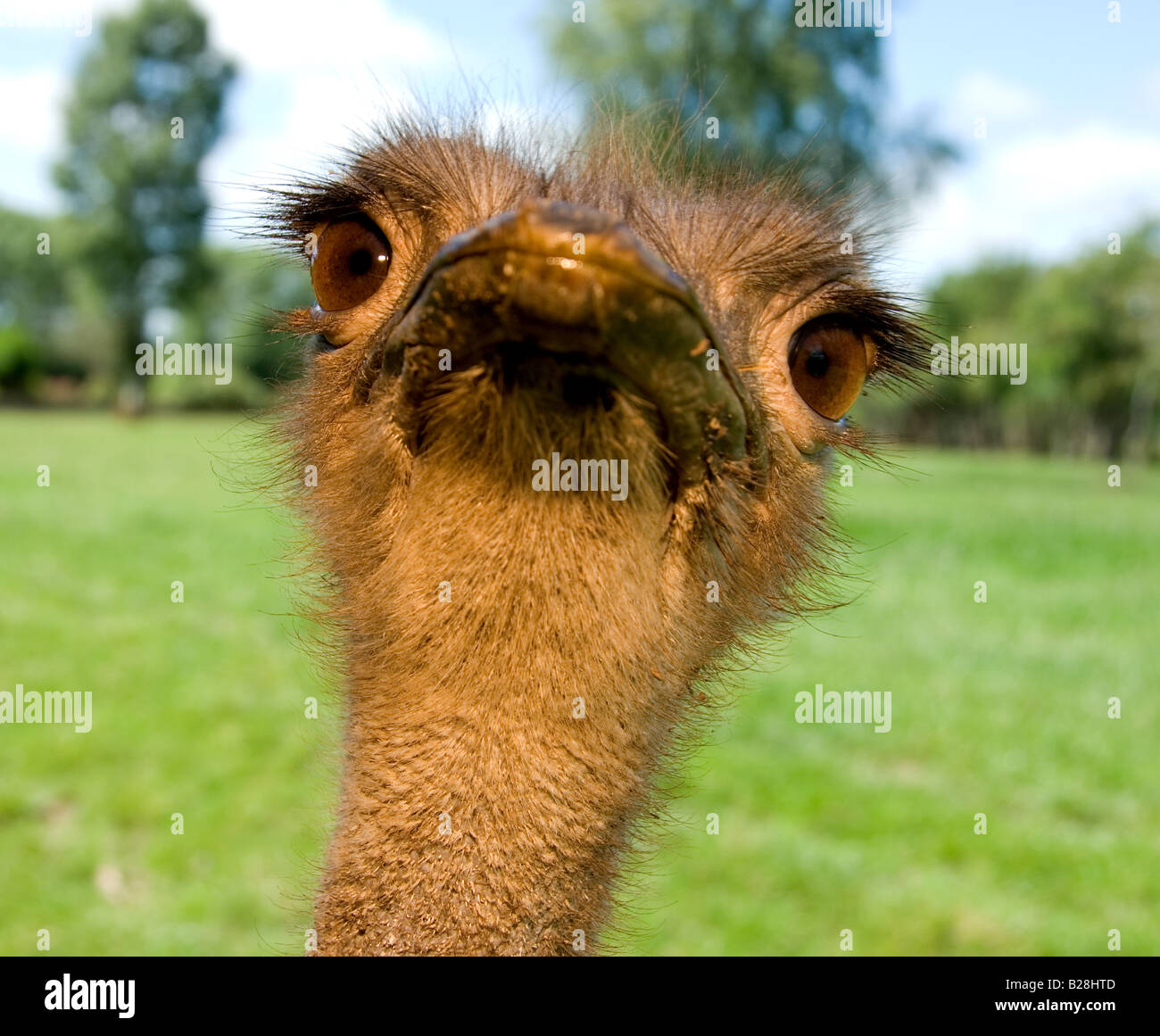Ostrich eyes close up hi-res stock photography and images - Alamy