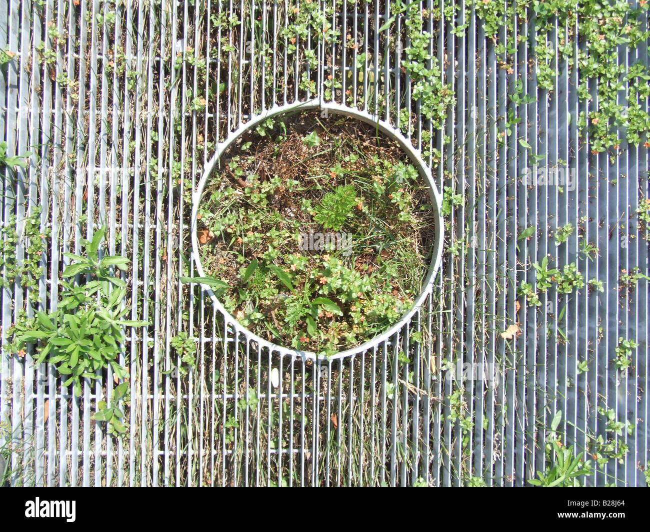 overgrown grass and plants on tree planting frame Stock Photo - Alamy