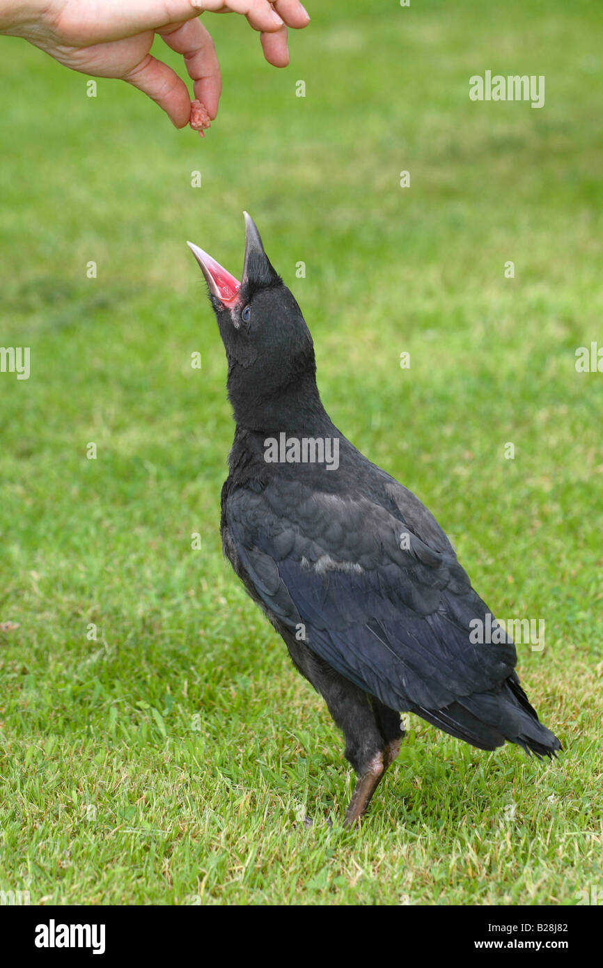 Human carrion hi-res stock photography and images - Alamy