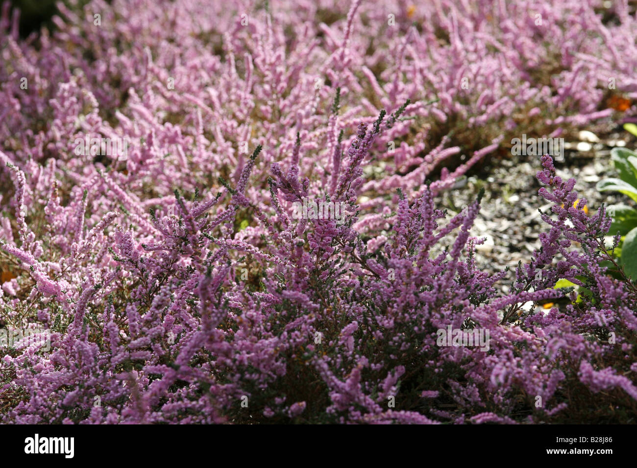 Flowering bush calluna vulgaris hi-res stock photography and images - Alamy