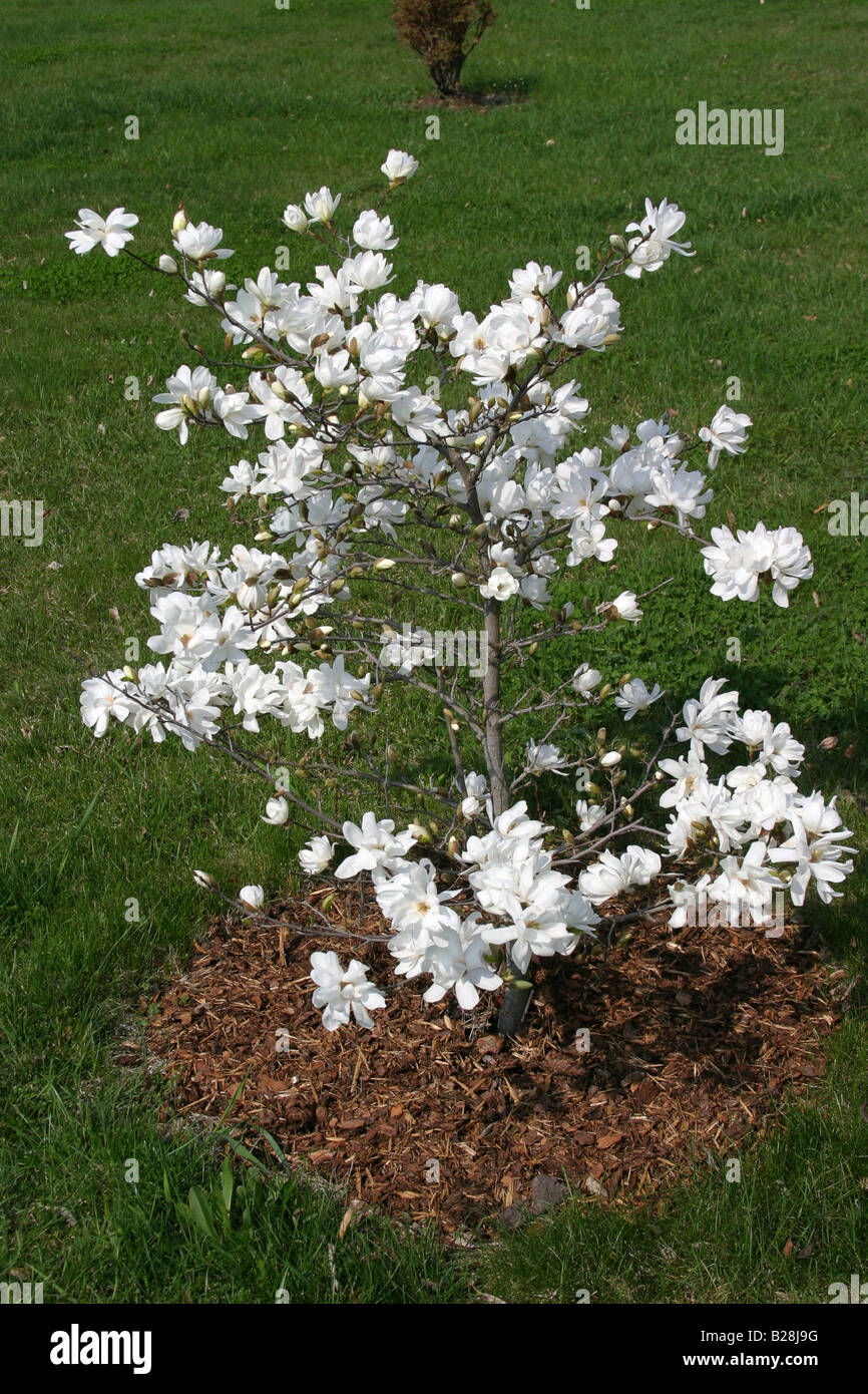 Scented silver hi-res stock photography and images - Alamy