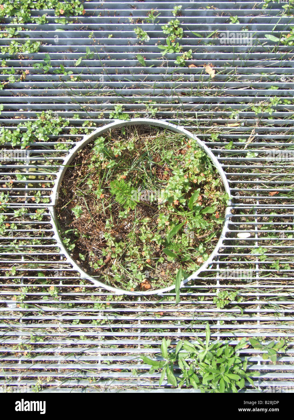overgrown grass and plants on tree planting frame Stock Photo - Alamy