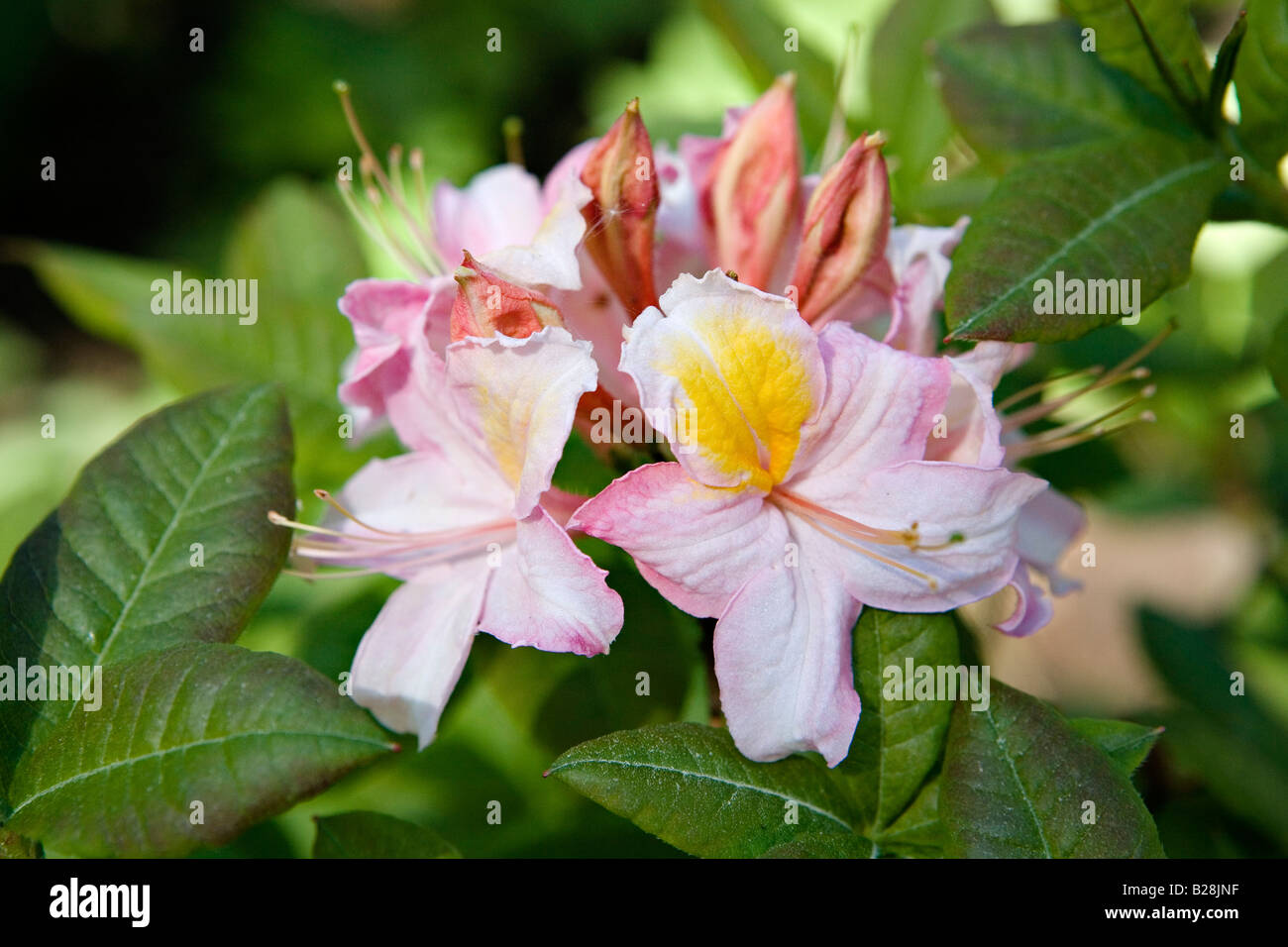 Flowering Rhododendron in Babite Rhododendron Park Latvia Europe Stock ...