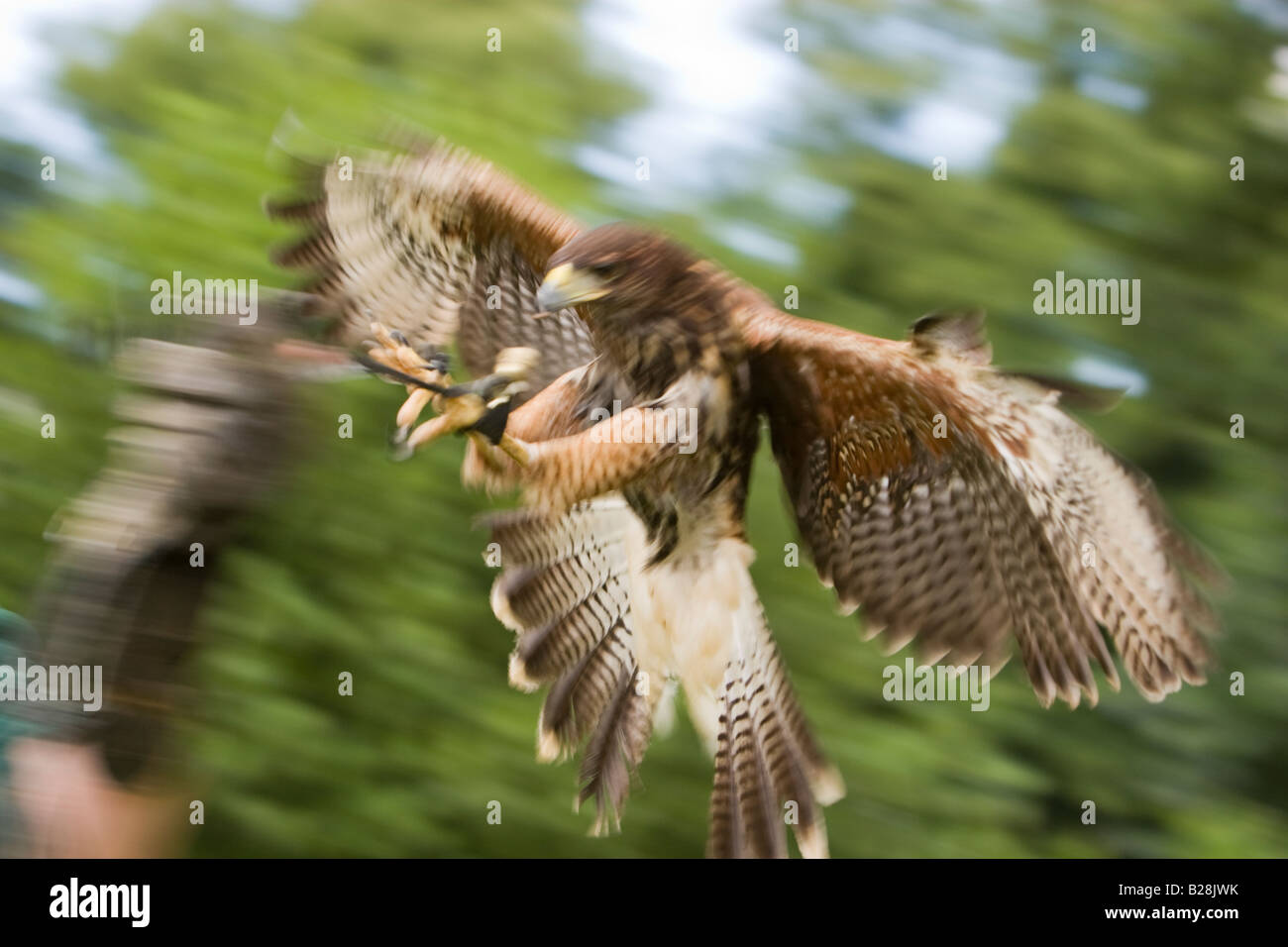 Hawk on glove hi-res stock photography and images - Alamy