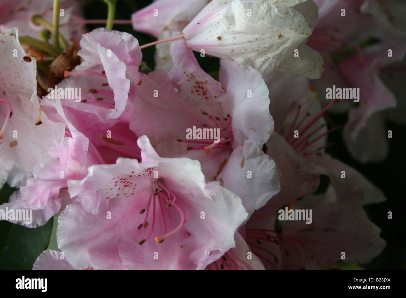 Pink Rododendron flower close up. Horizontal format.71167 Rododendrons ...