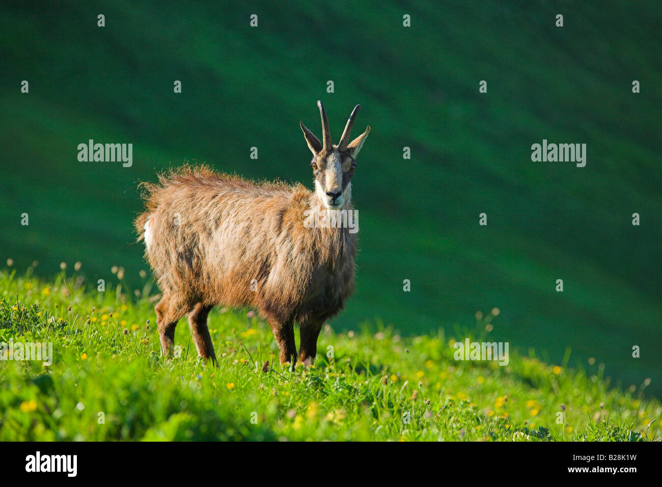 Mountain Goat Tatra Mountains Poland Stock Photo - Alamy
