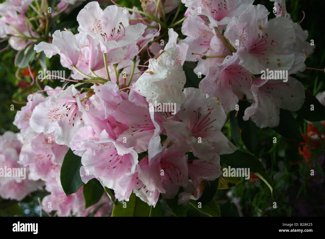 Pink Rododendron flower. Horizontal format.71171 Rododendrons Stock ...