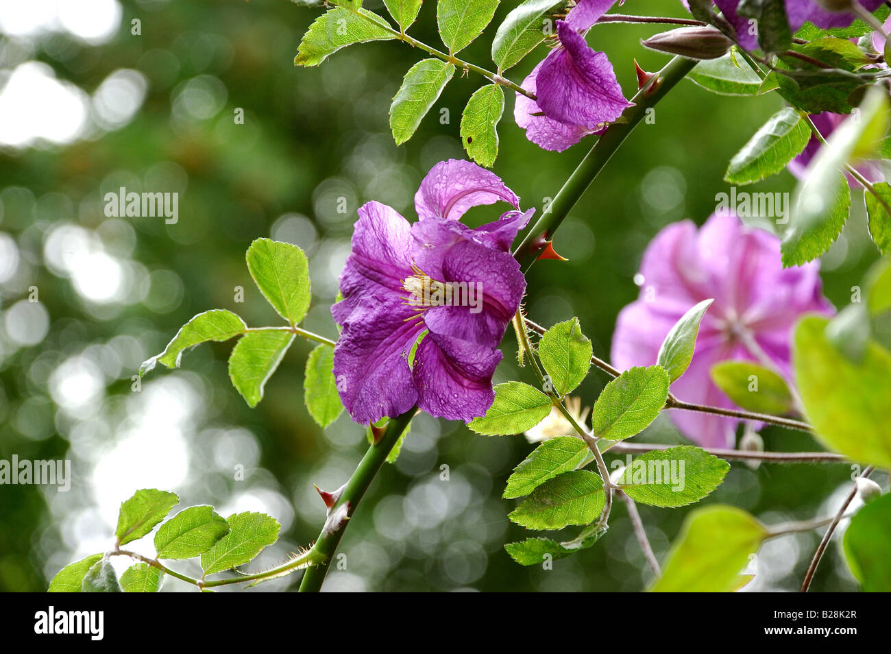Climatis High Resolution Stock Photography and Images - Alamy
