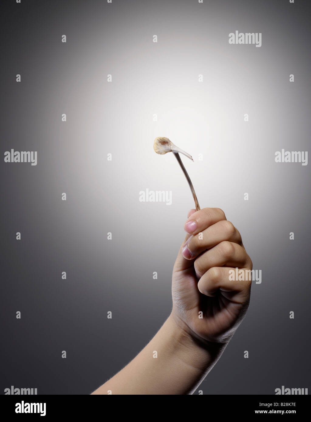 A child's hand holding a winning wishbone Stock Photo - Alamy