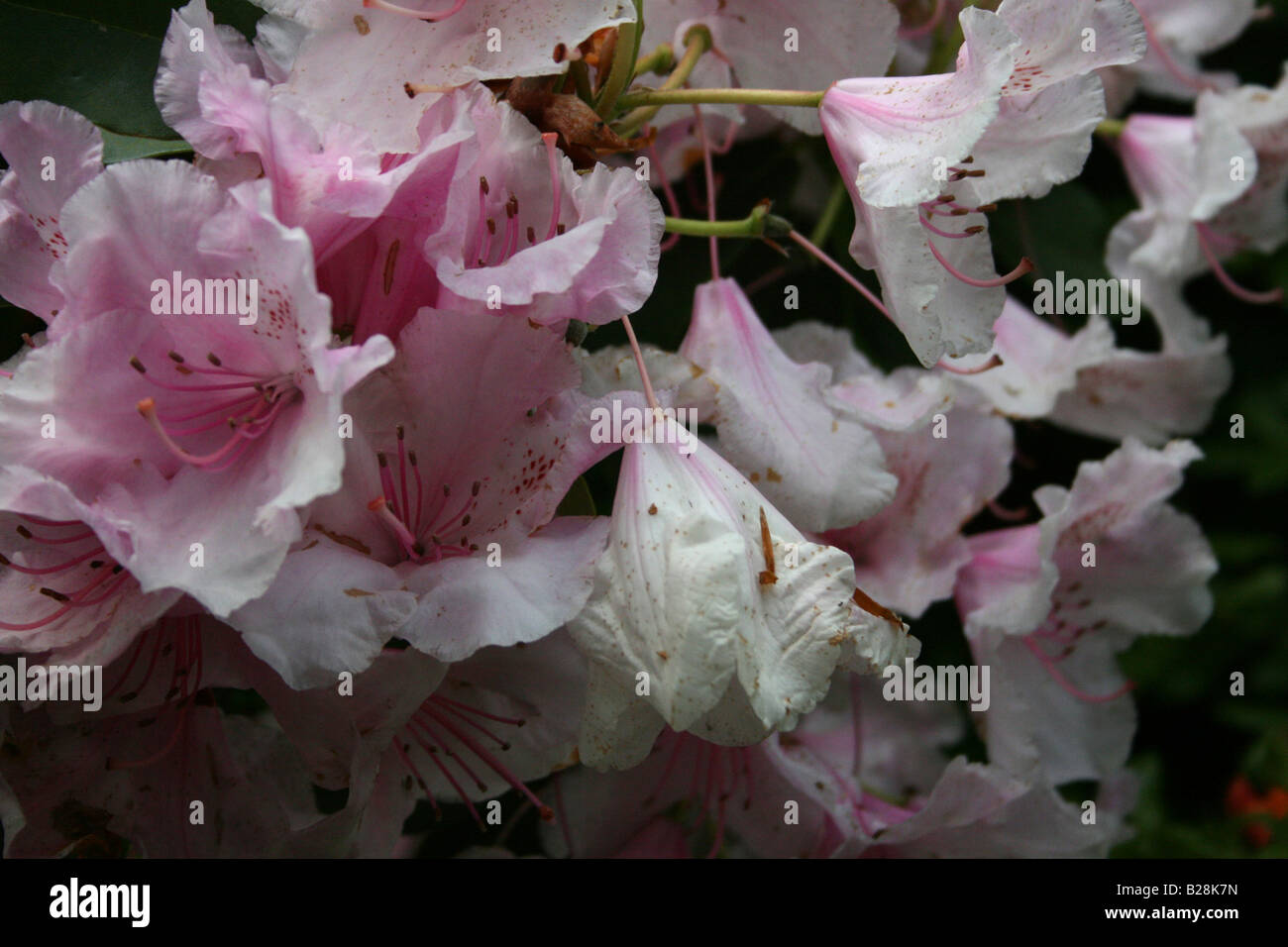 Pink Rododendron flower. Horizontal format.71170 Rododendrons Stock ...