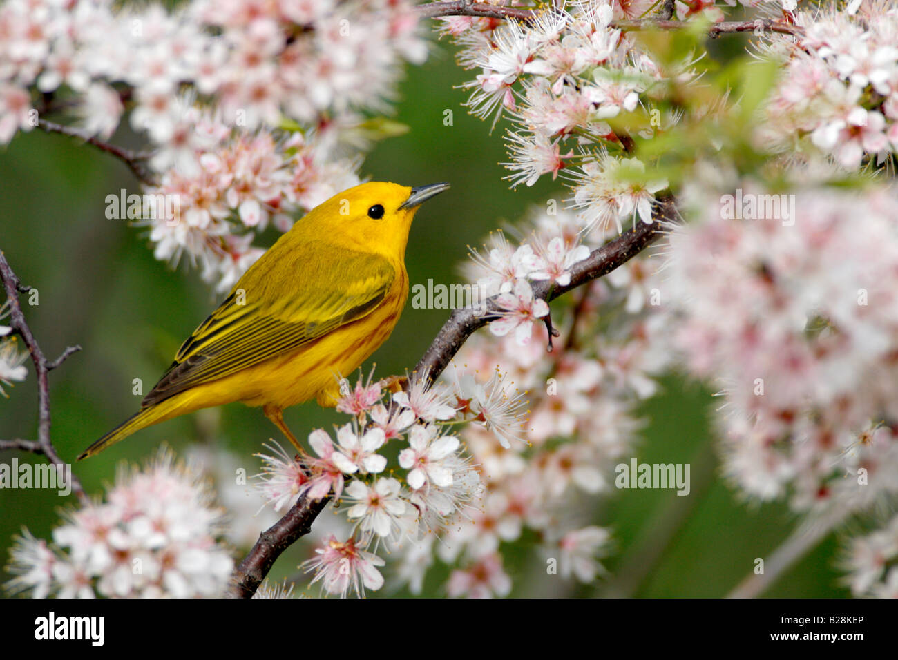 Yellow Warbler in Cherry Tree Flowers Stock Photo - Alamy