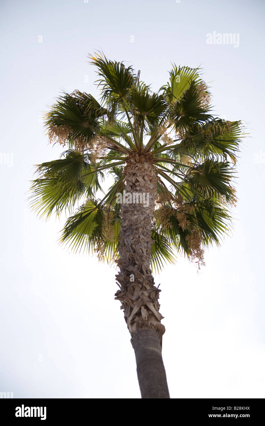 palm tree in Santa Monica, CA Stock Photo - Alamy