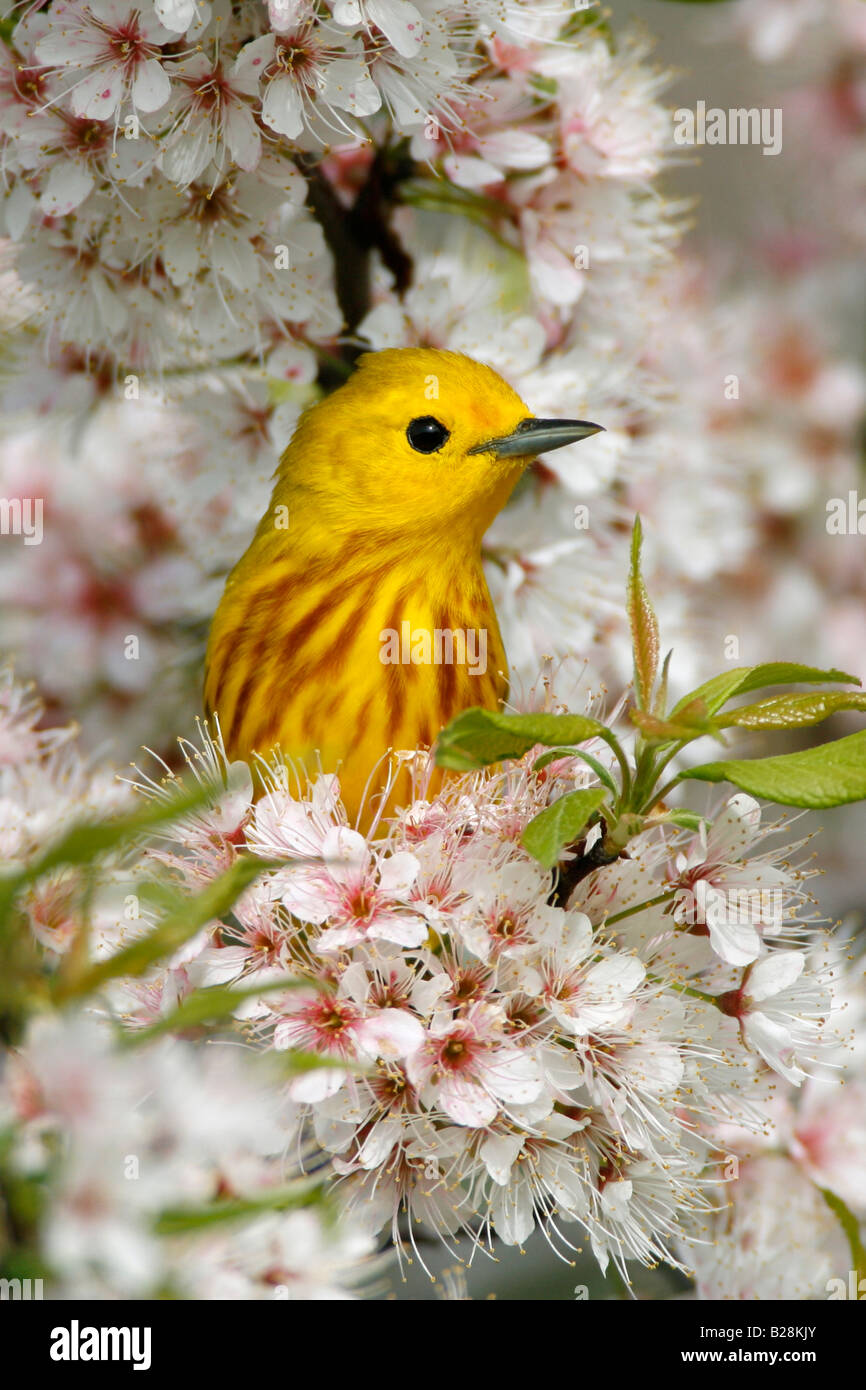 Songbird hi-res stock photography and images - Alamy