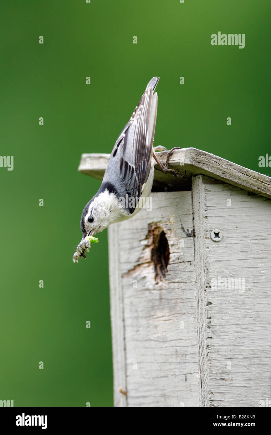 White breasted Nuthatch at Nest Box Vertical Stock Photo - Alamy