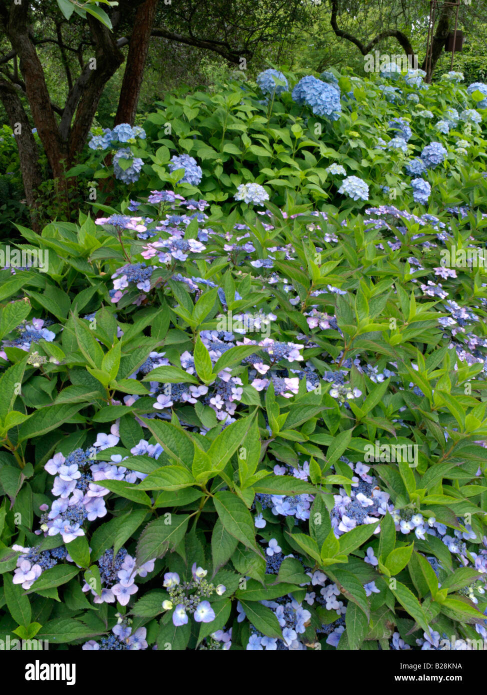 Blue hydrangea shrubs hi-res stock photography and images - Alamy